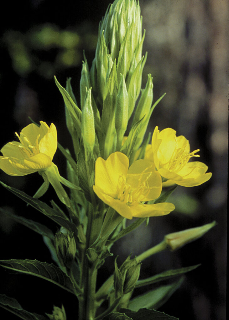 Evening Primrose (Onagra, Prímula Nocturna) - FES México
